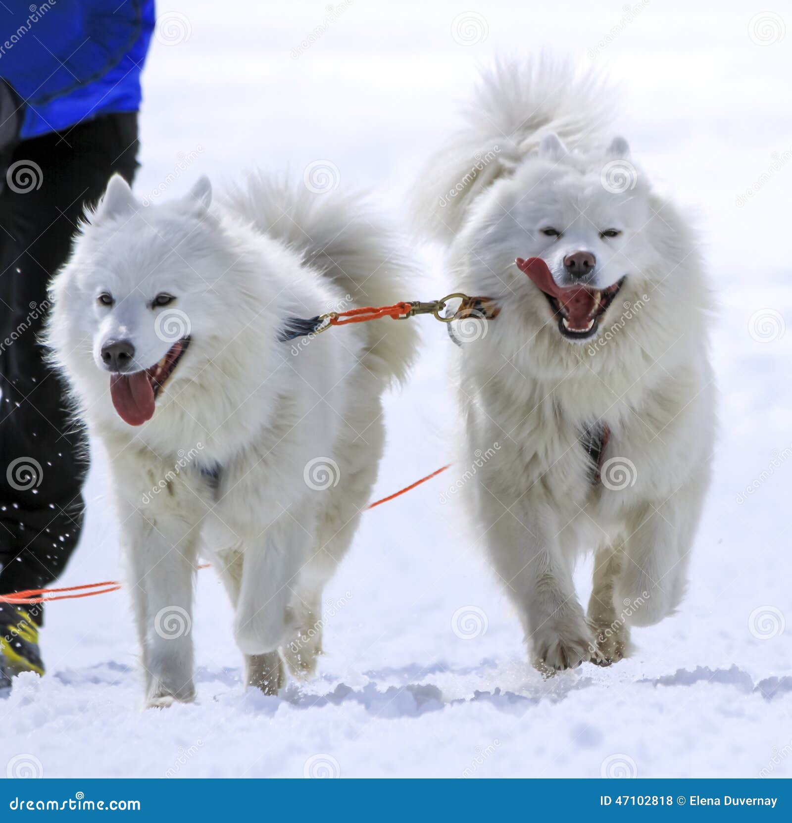 Speed Racing Pigeon Bird Drinking Water In Clay Jug Stock Photography ...