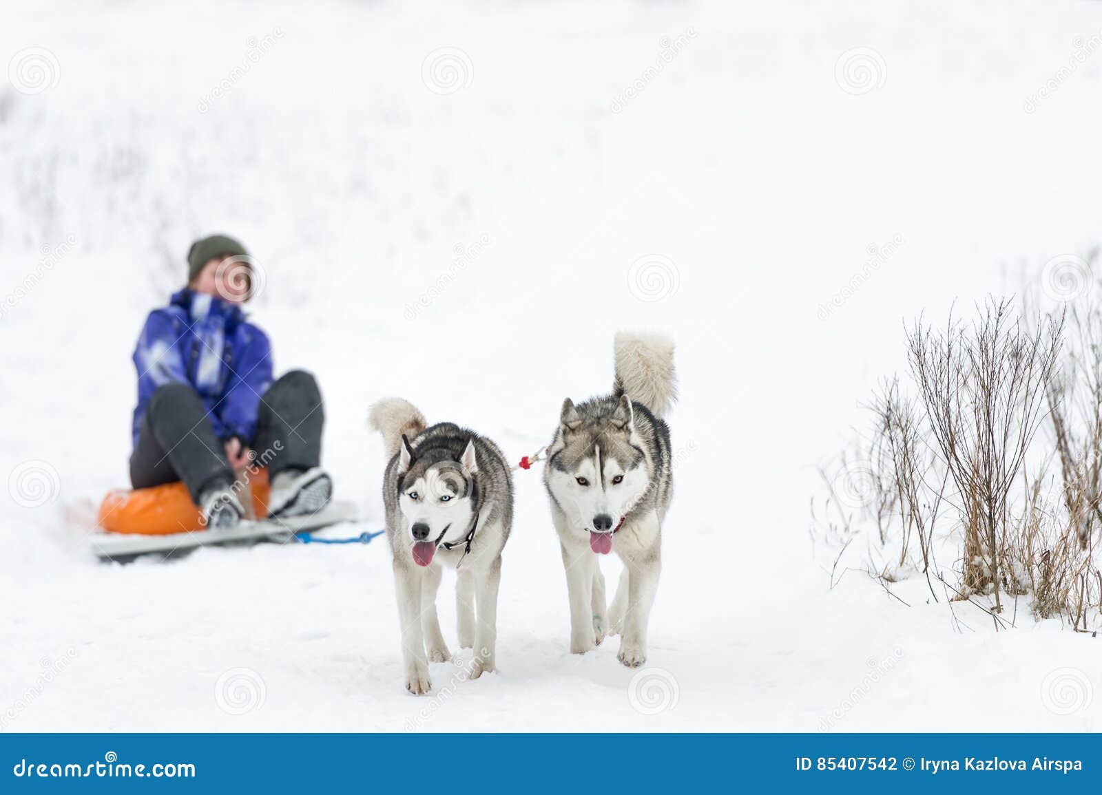 Sledding with dog stock photo. Image of sledge, movement - 85407542