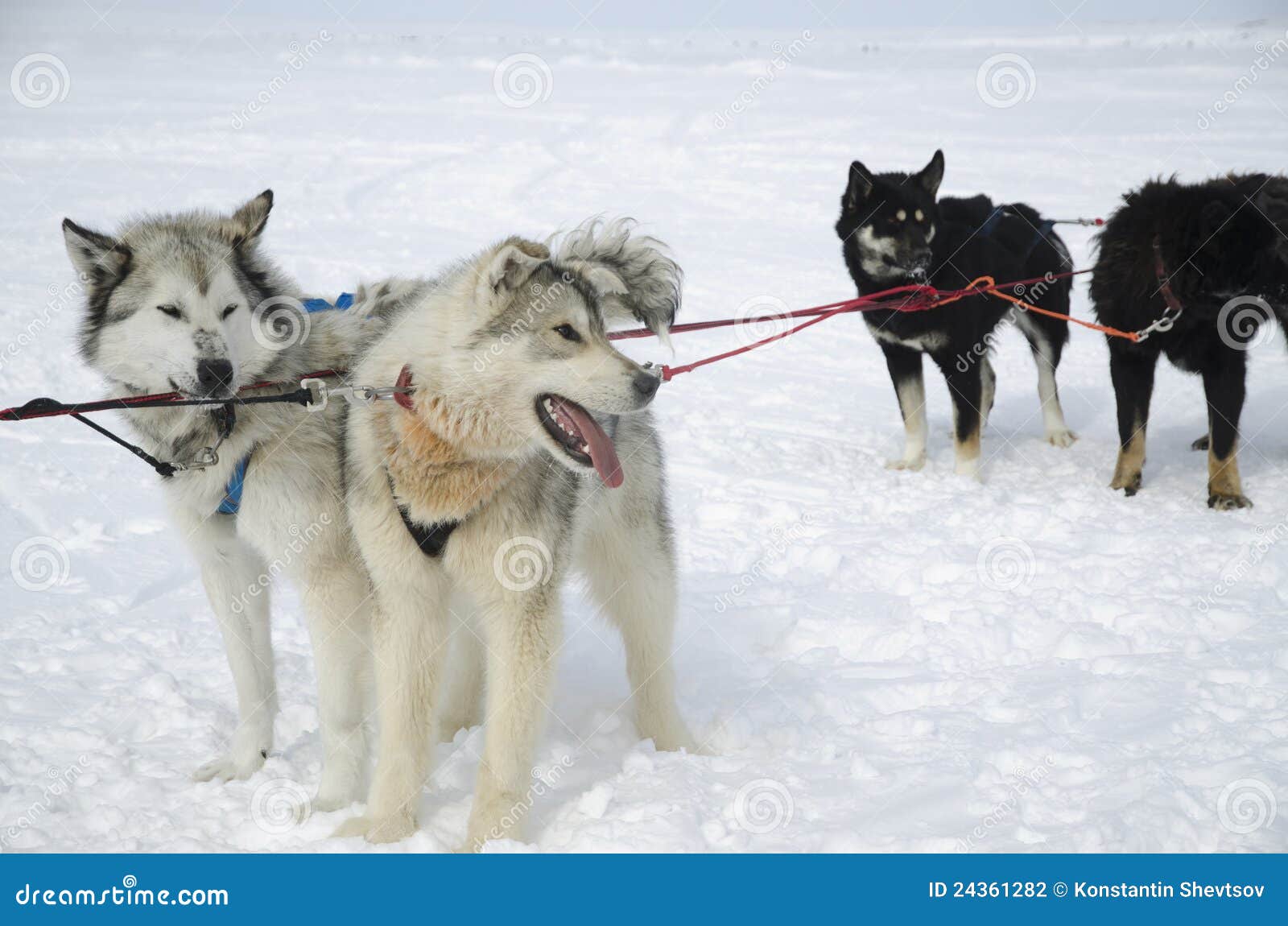 Sledding dogs stock photo. Image of arctic, sledding - 24361282
