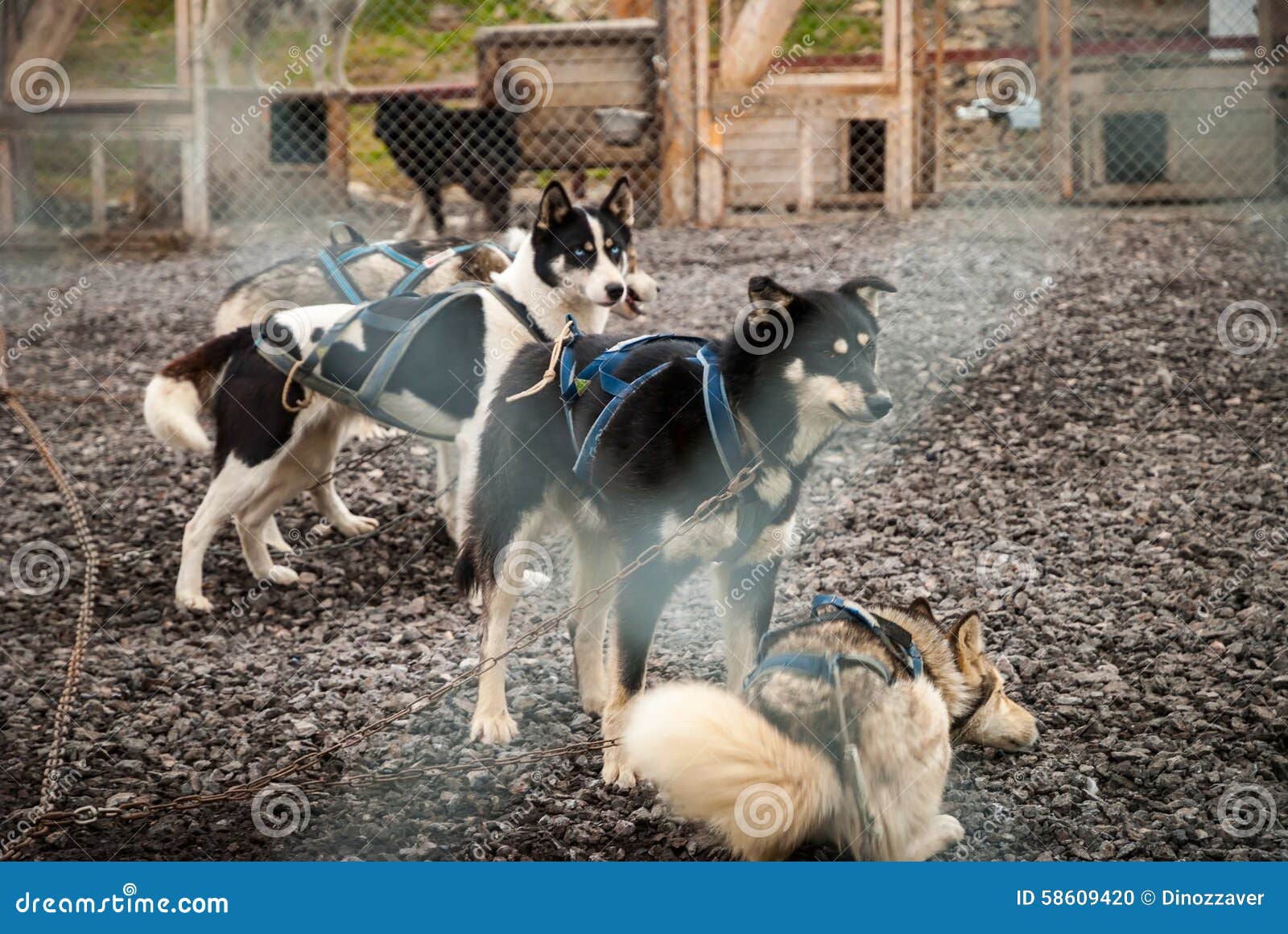 Sledding Dogs in the Kennel Stock Photo - Image of outdoor, arctic ...