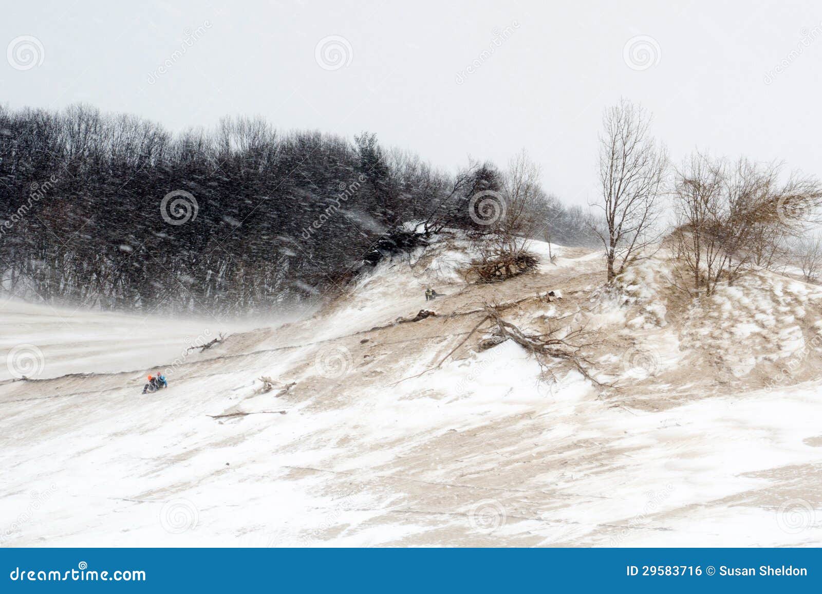 Sledding Down Dunes at the State Park Stock Photo - Image of grass ...