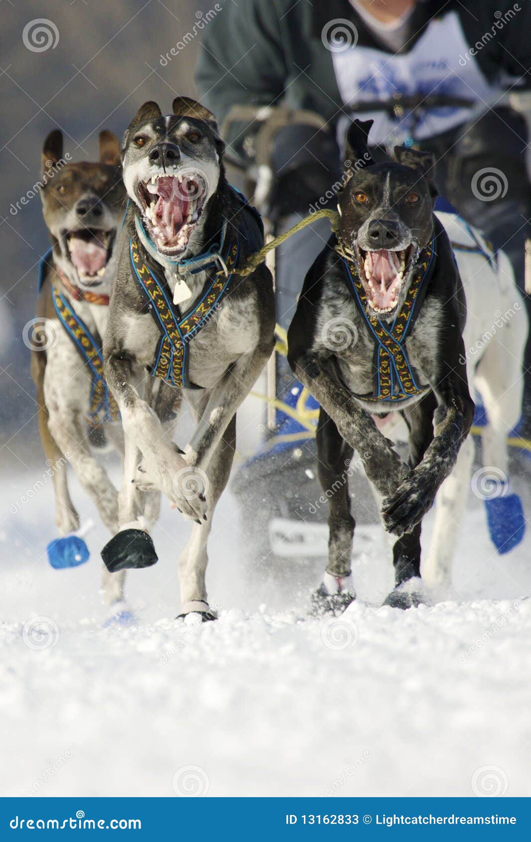 Sleddog race stock image. Image of alaskan, sled, race - 13162833