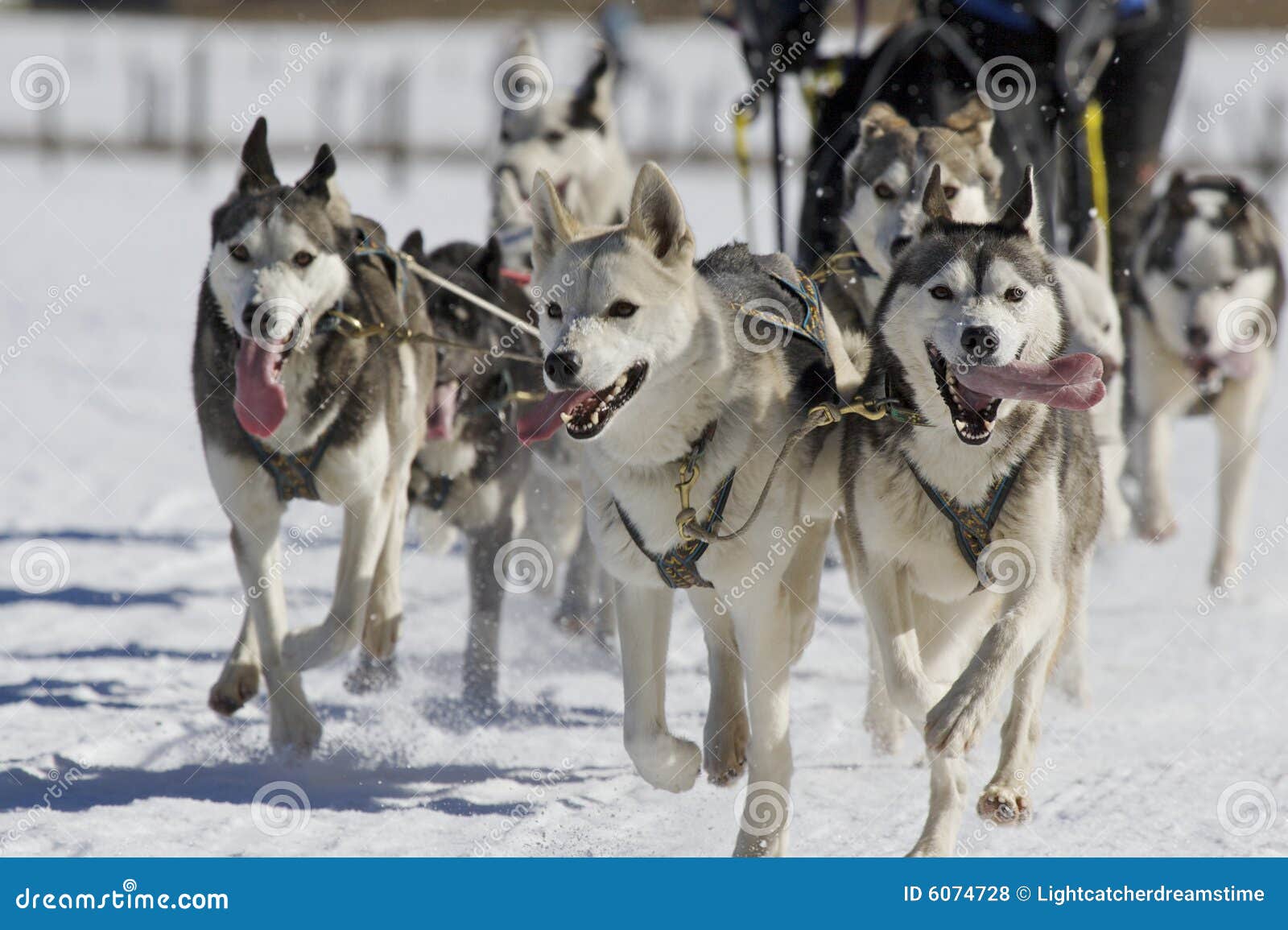 Sleddog race stock photo. Image of athletic, active, europe - 6074728