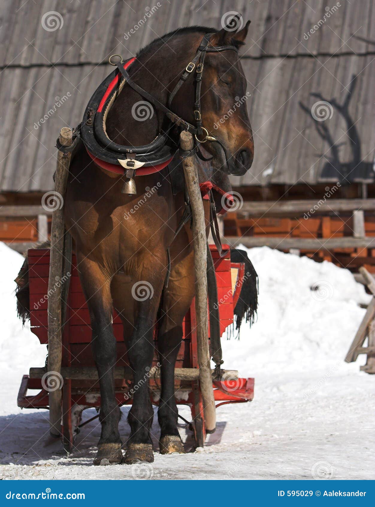 Sledge stock image. Image of snow, highlander, mountains - 595029