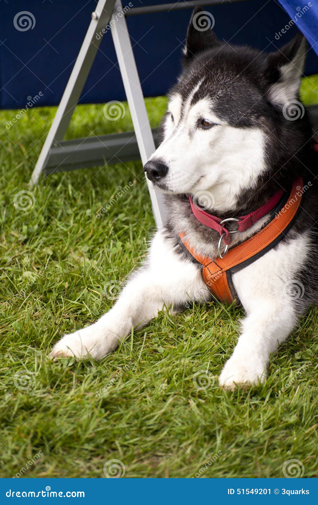 Sledge Dog stock image. Image of polar, pets, alaskan - 51549201