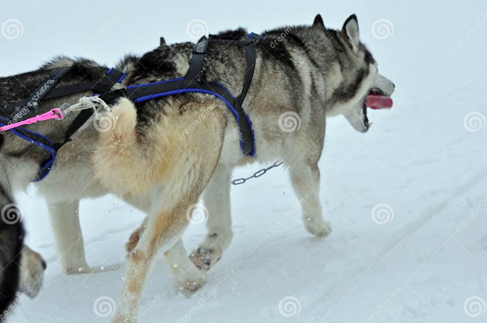 Sledge dogs. stock photo. Image of europe, drive, animal - 14315598