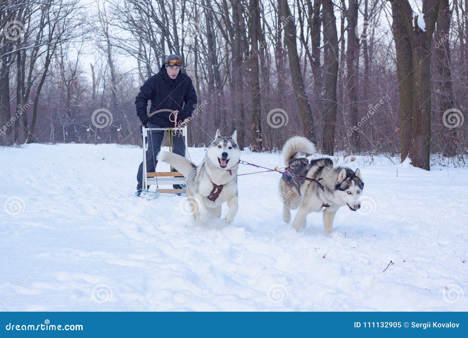 Sledge dogs in snow stock image. Image of finland, beautiful - 111132905