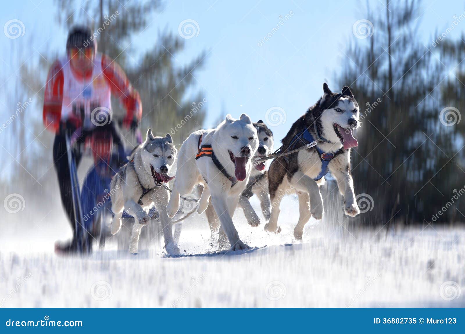 Sledge Dogs in Speed Racing Stock Image - Image of face, animal: 36802735