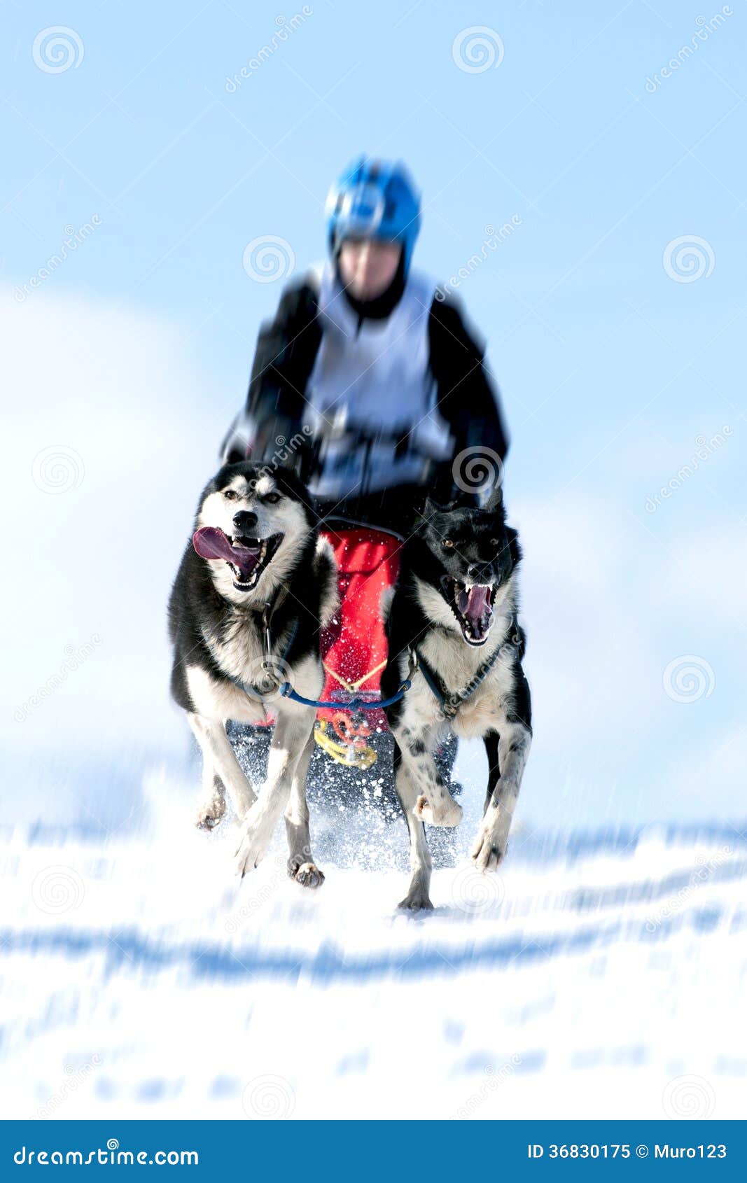 Sledge Dogs in Speed Racing Editorial Image - Image of mammal ...