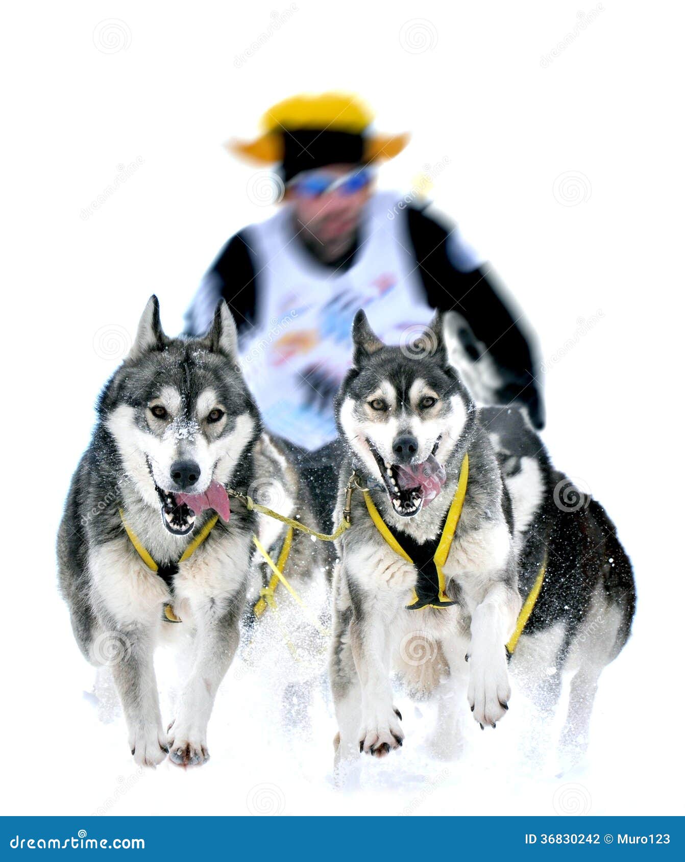 Sledge Dogs in Speed Racing Editorial Photography - Image of meeting ...