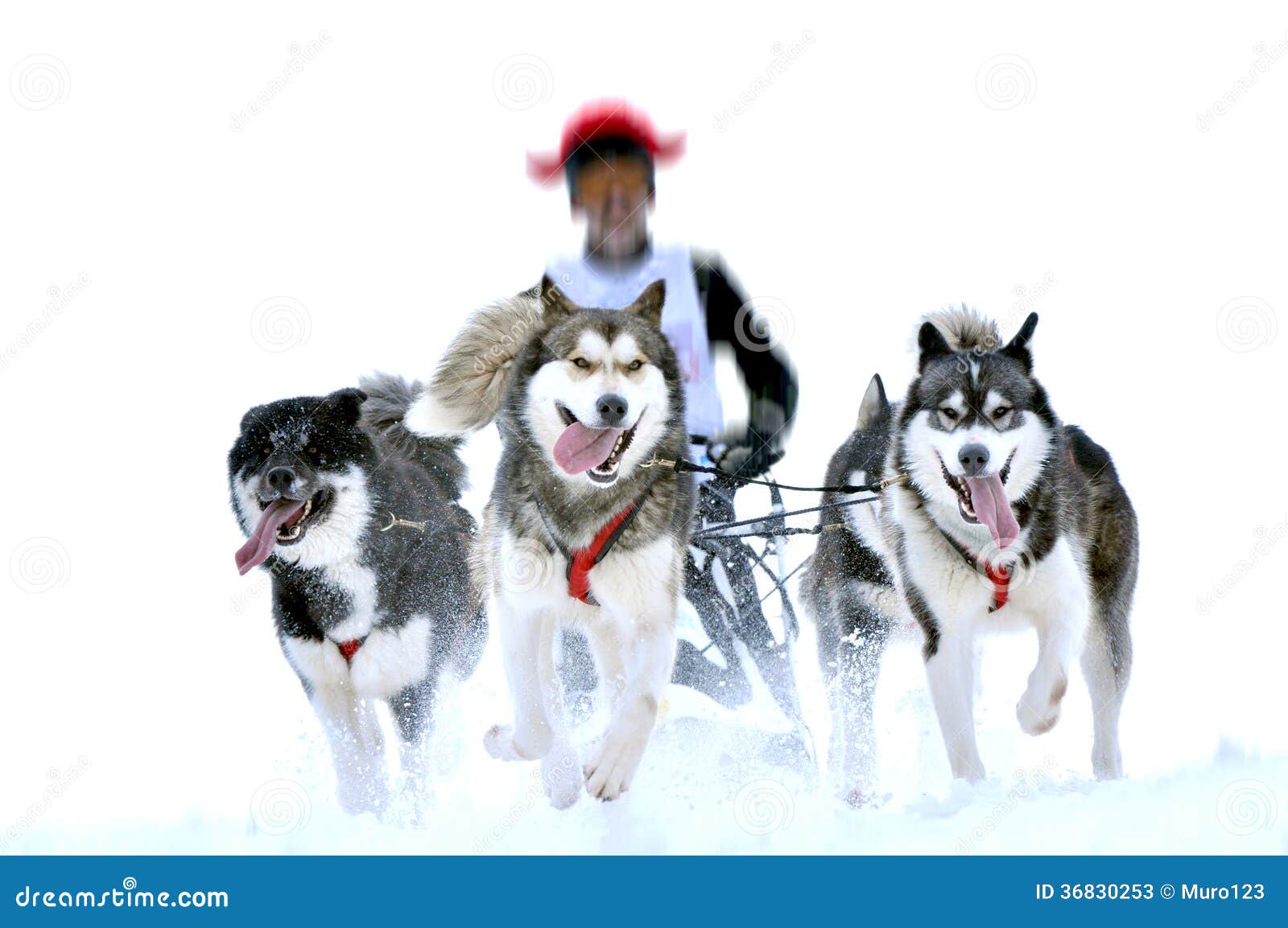 Sledge Dogs in Speed Racing Editorial Stock Photo - Image of cute, face ...