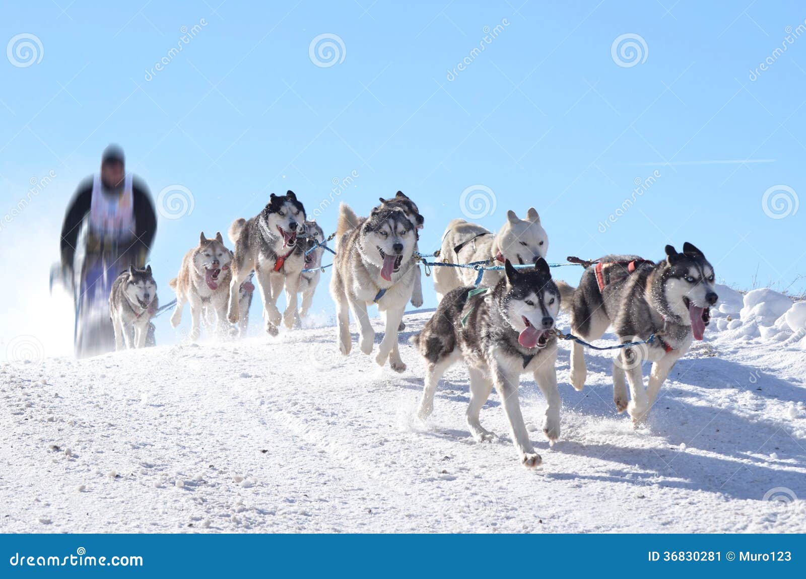 Sledge Dogs in Speed Racing Editorial Photo - Image of human ...