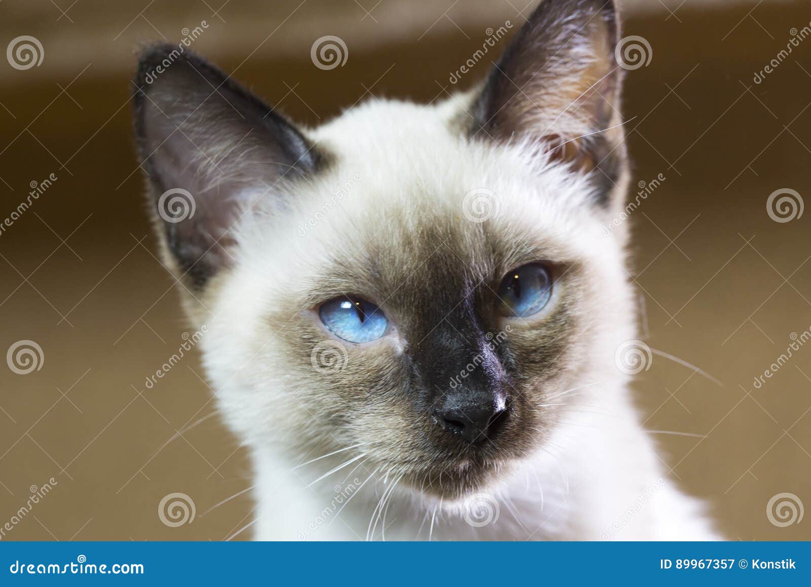 Sleek Haired Kitten of Siamese Type Mekong Bobtail Stock Image - Image ...