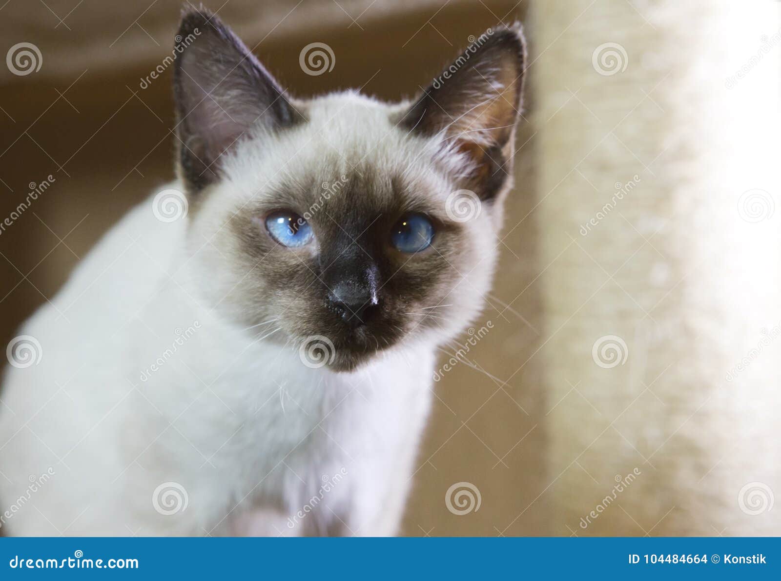 Sleek Haired Kitten Siamese Type Mekong Bobtail, Tailless Stock Photo ...