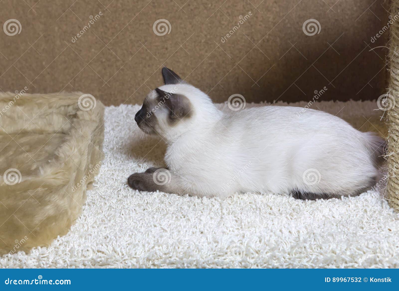 Sleek Haired Kitten of Siamese Type Mekong Bobtail, Tailless Stock ...