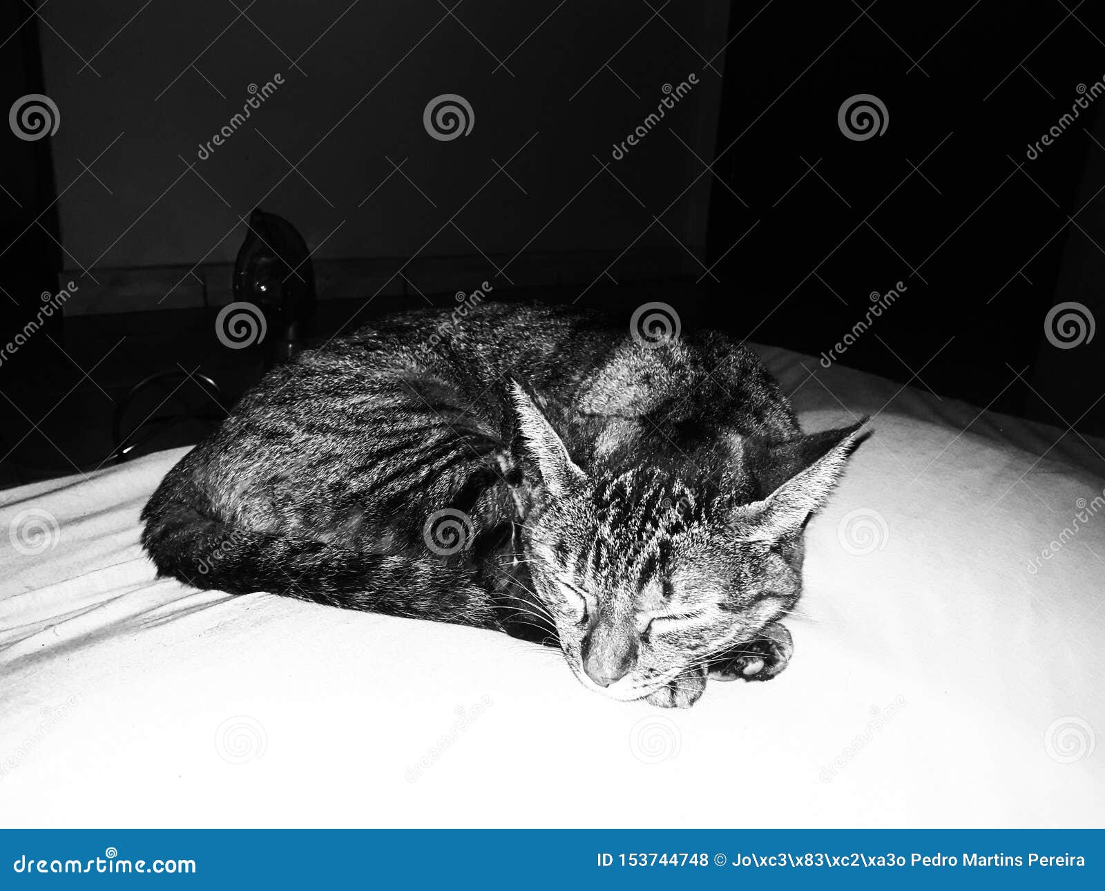 Sleep cat stock photo. Image of white, night, black - 153744748