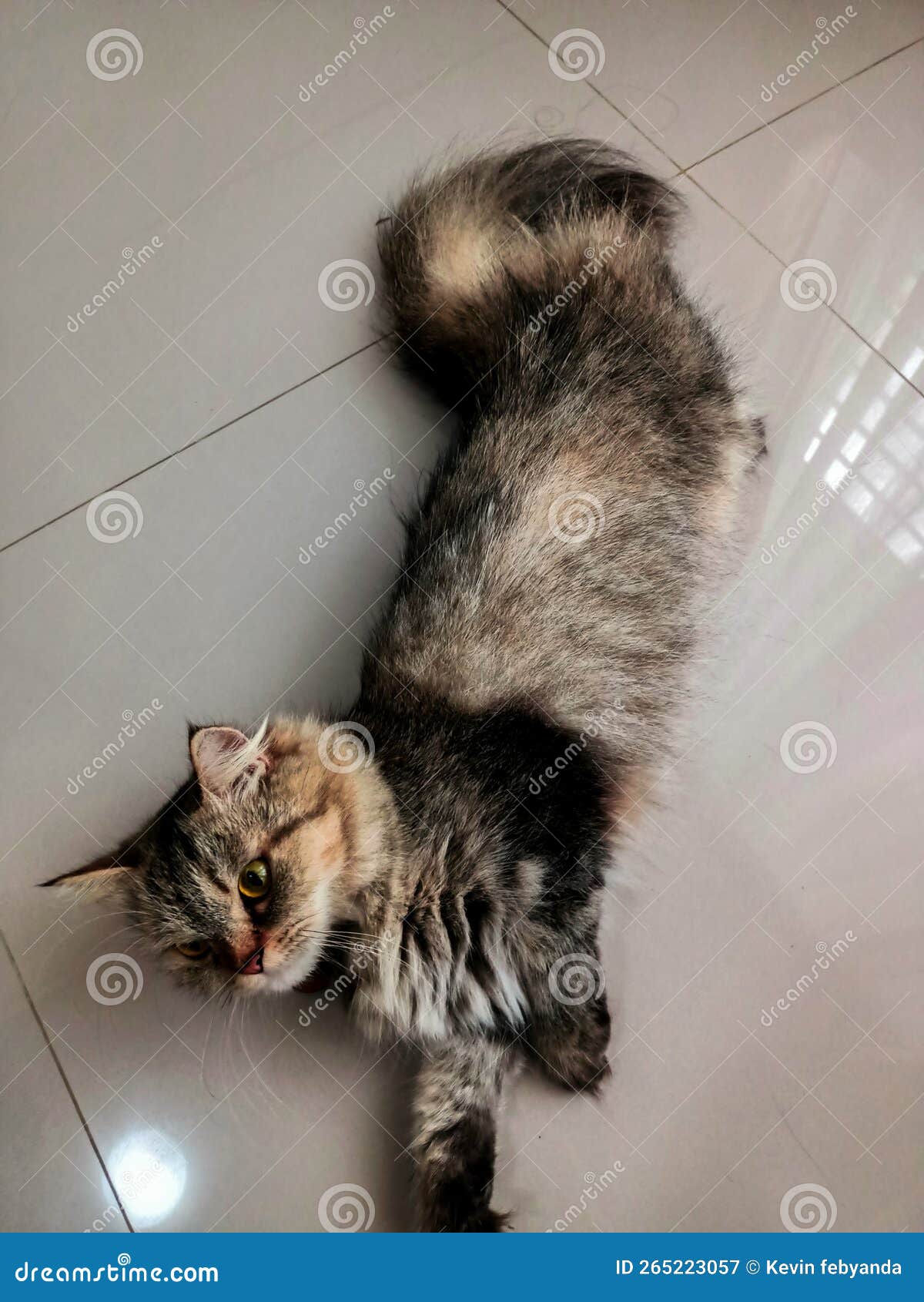 Sleep Cat, Cute , Clingy and Cozy Stock Image - Image of clingy, sleep ...