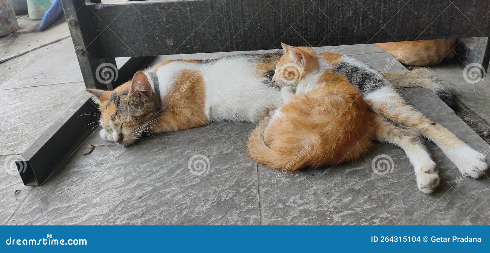 Sleep in cat stock photo. Image of sleep, children, tabel - 264315104