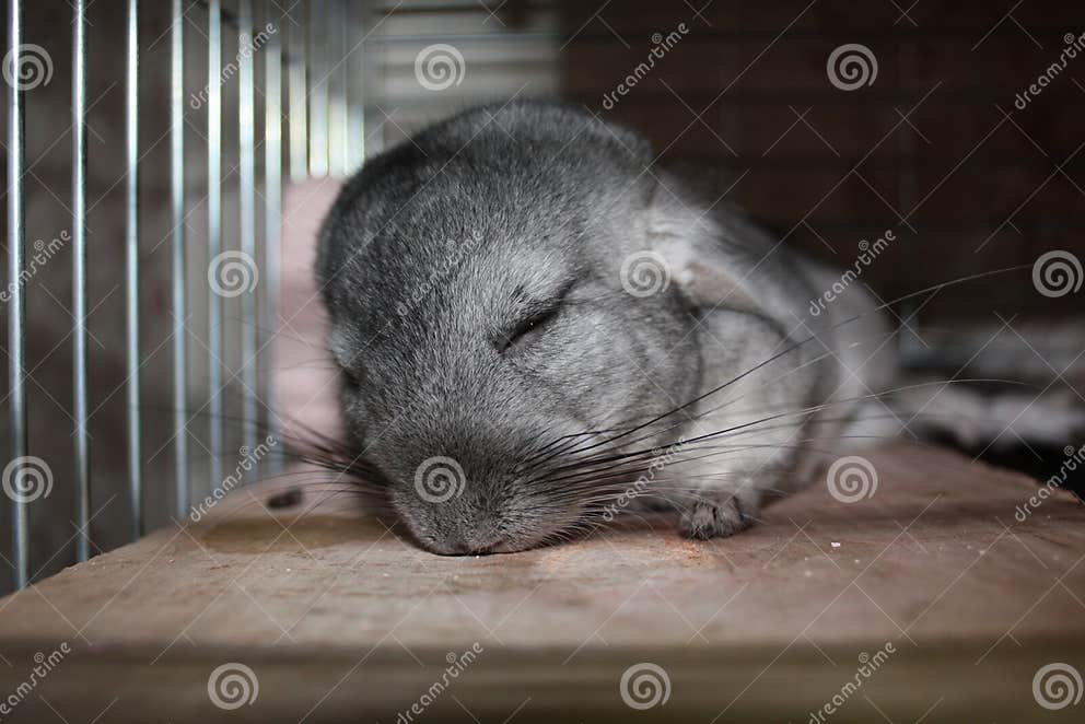 Sleep chinchilla stock image. Image of grey, chinchilla - 7681239