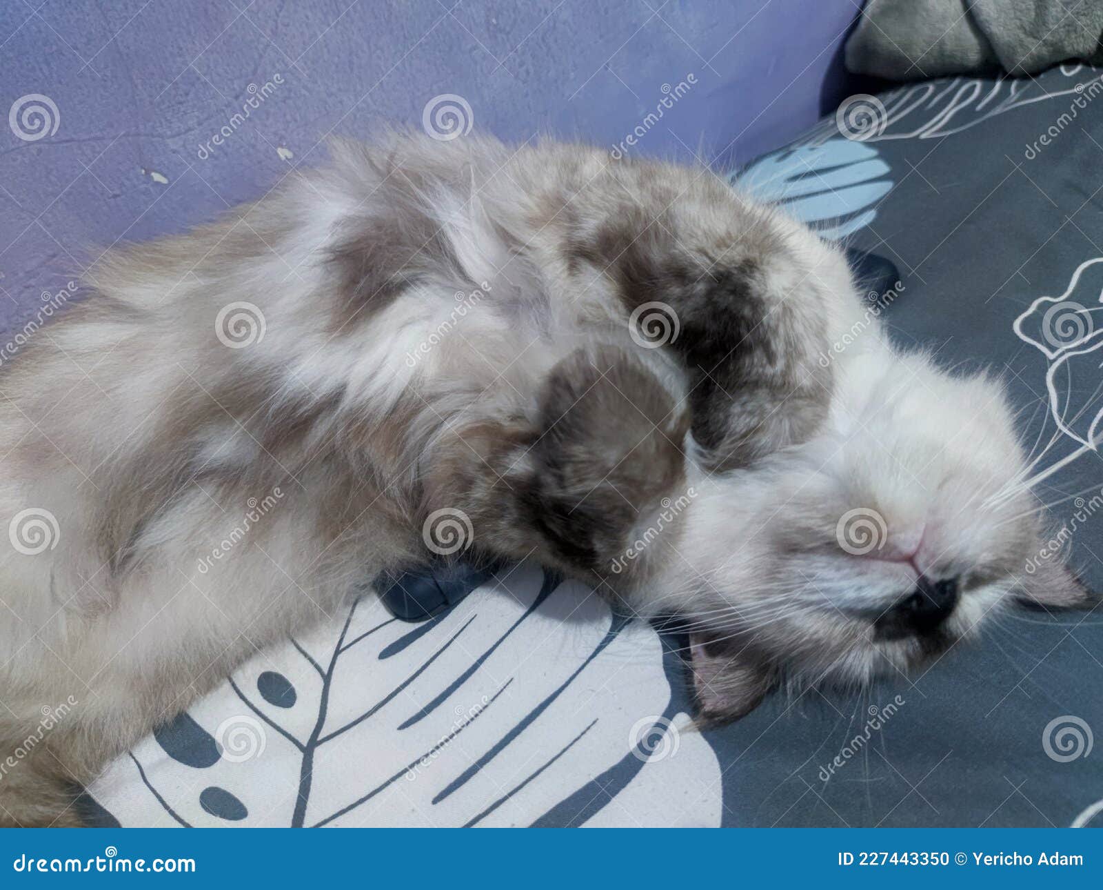 Sleep cute white cat stock photo. Image of cute, kitten - 227443350
