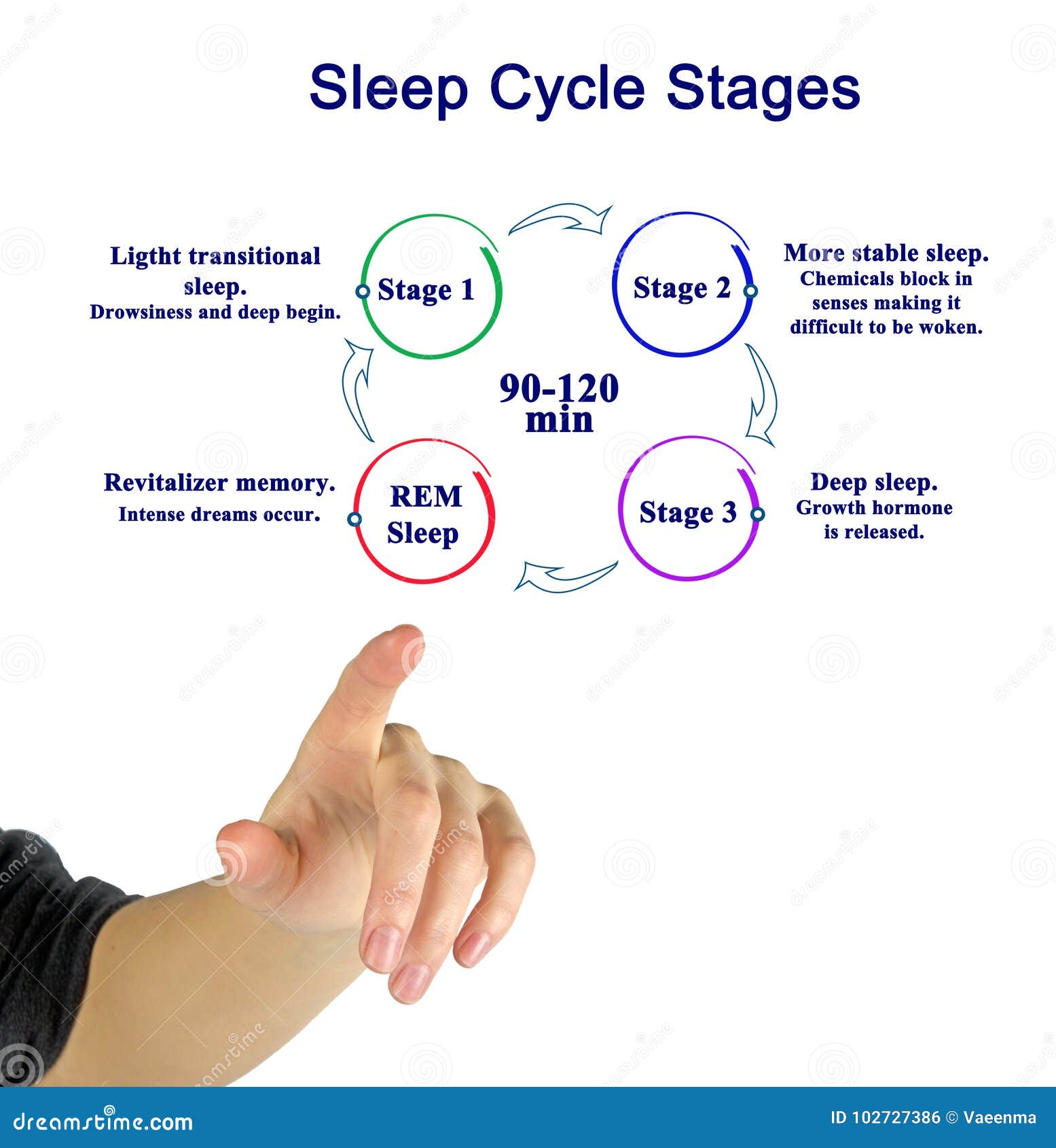 Sleep Cycle Stages stock photo. Image of researcher - 102727386