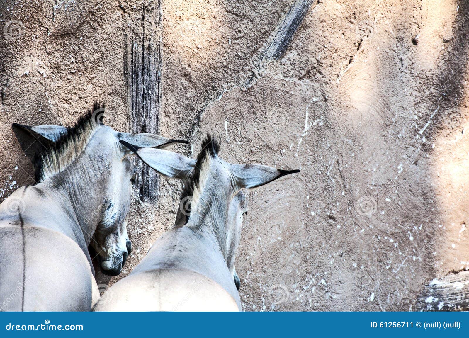 Sleep donkeys stock image. Image of animal, sleep, rock - 61256711