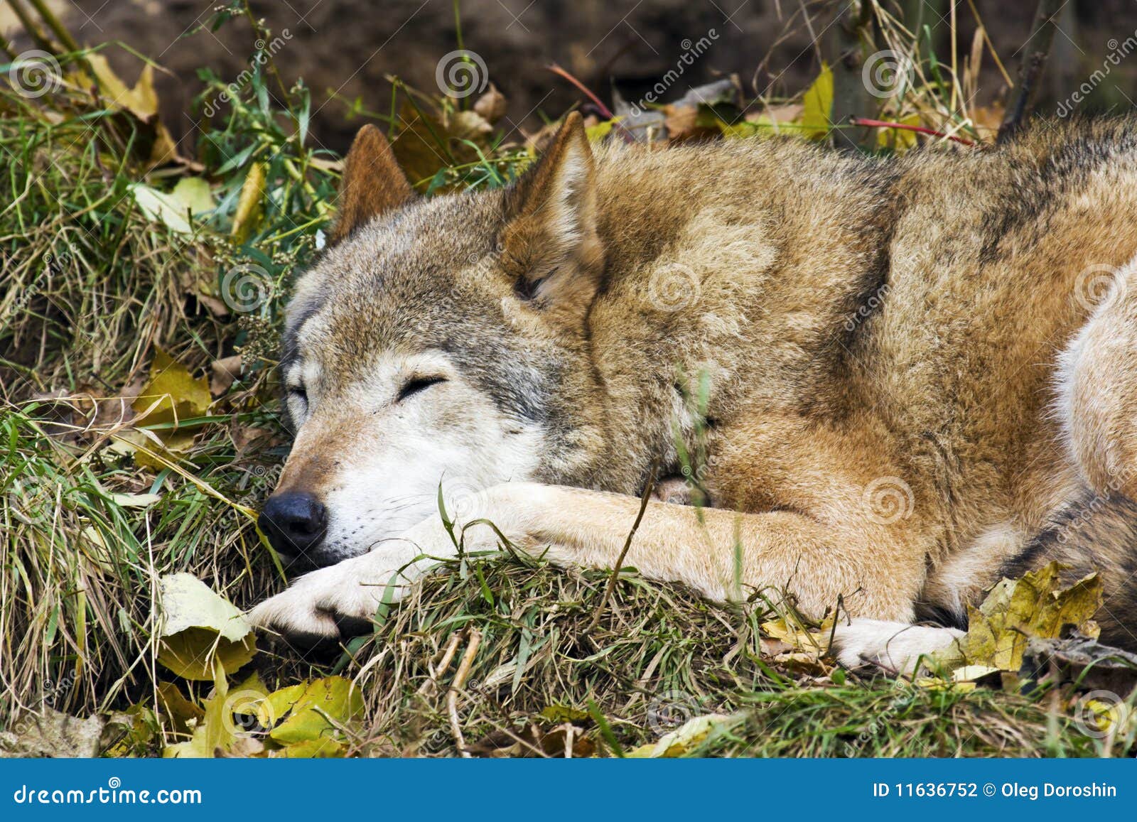 Sleep gray wolf stock photo. Image of large, park, wolf - 11636752