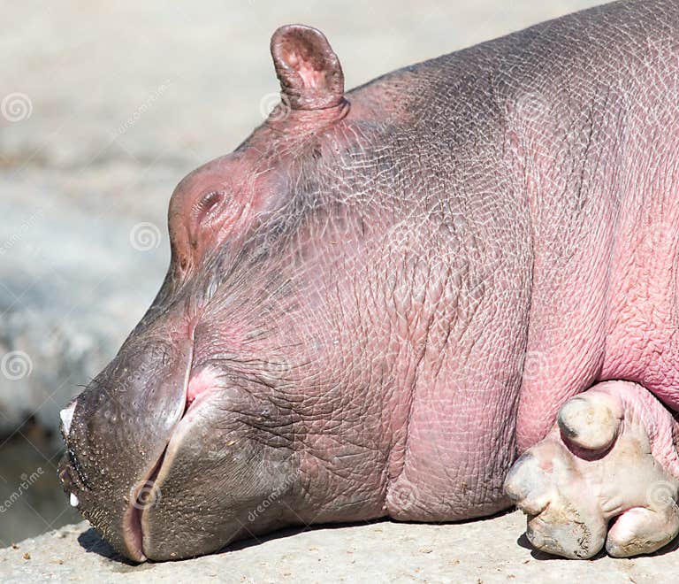 Sleep Hippopotamus in the Zoo Stock Photo - Image of warm, resting ...