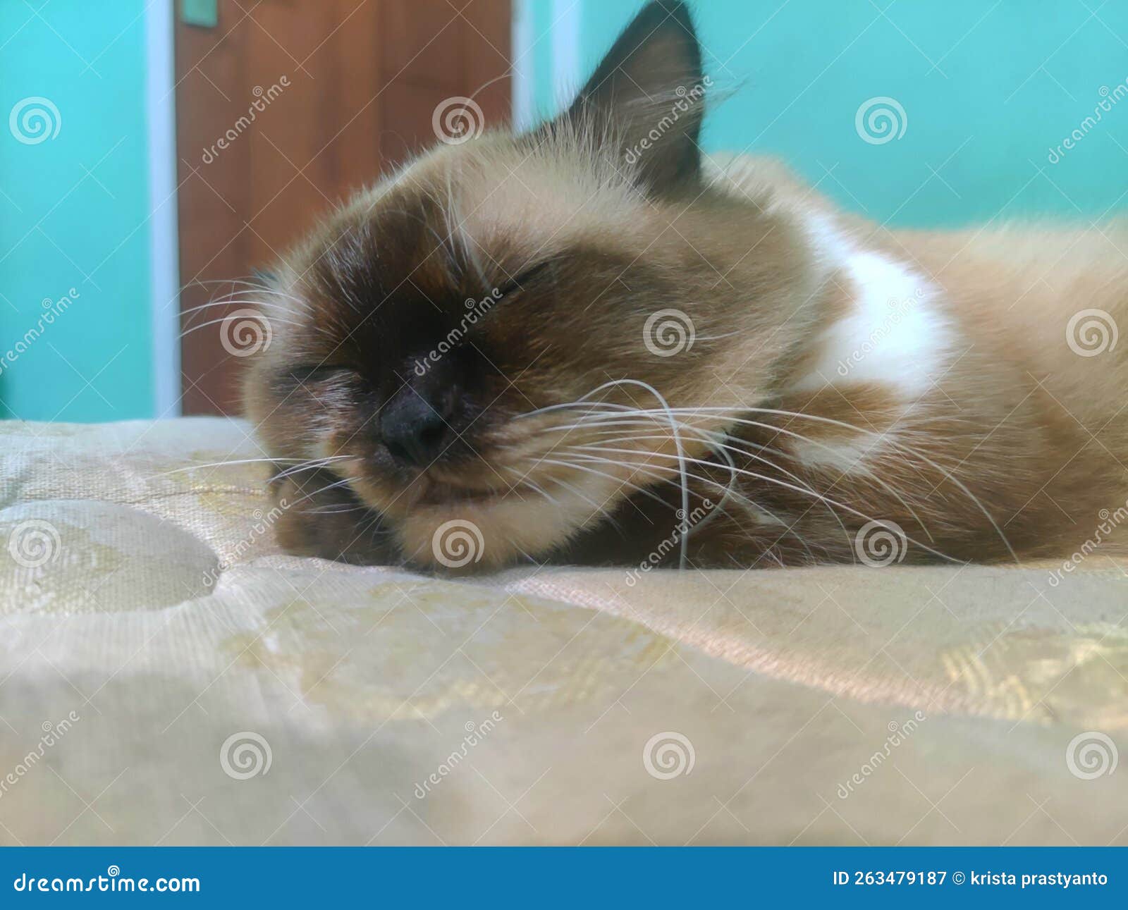 Sleep jerry stock image. Image of black, sleepy, kitten - 263479187