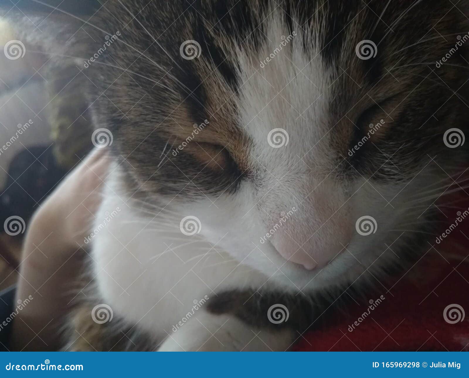 Sleep kitty dreams. stock photo. Image of close, closecat - 165969298