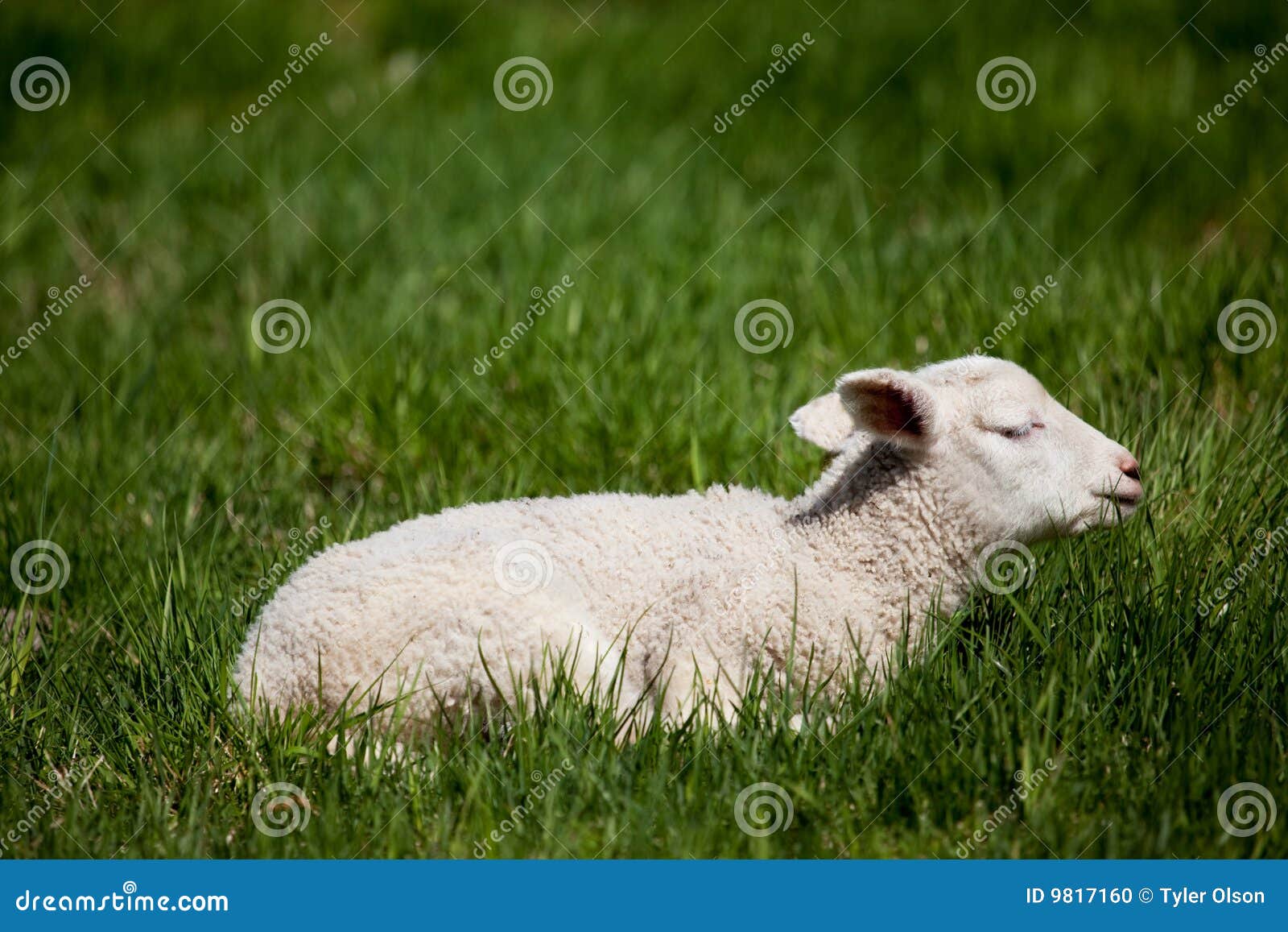 Sleep Lamb stock photo. Image of rural, meadow, field - 9817160