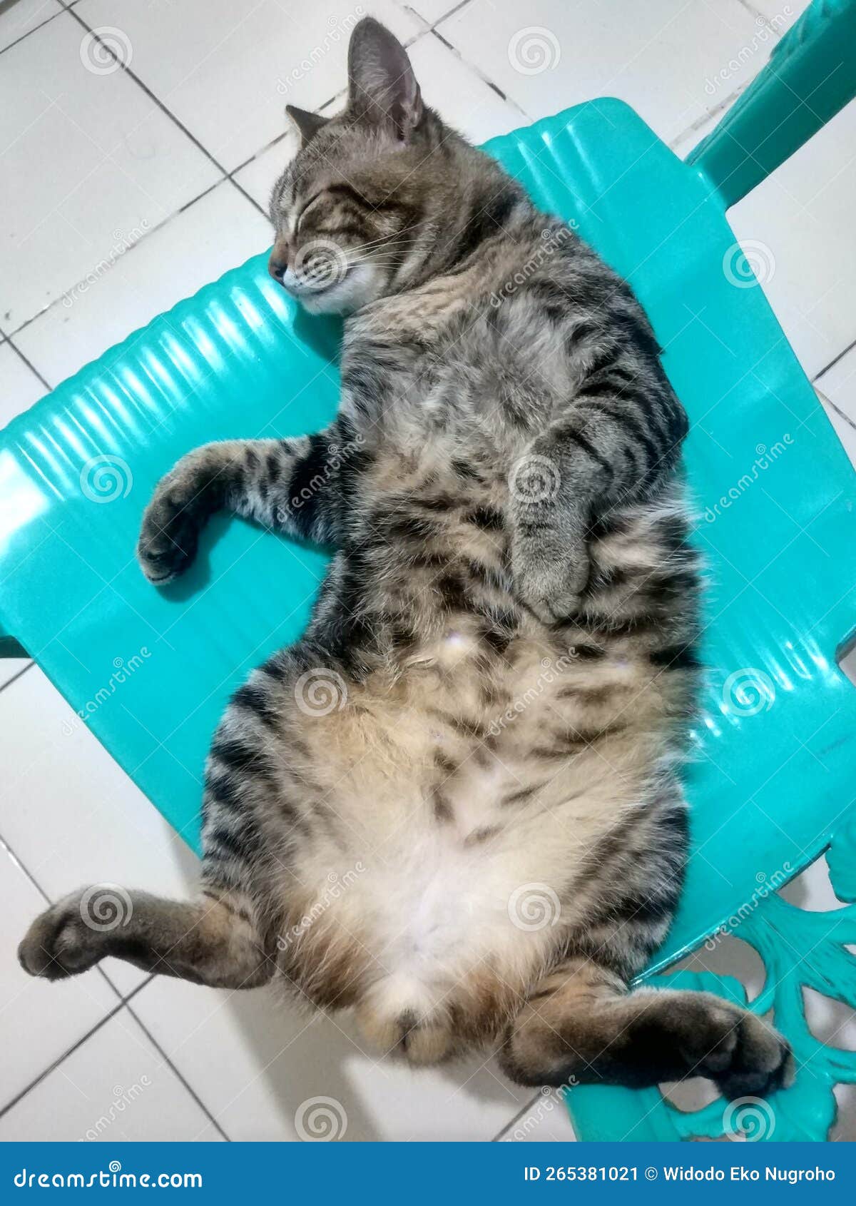 Sleep lazy cat after fight stock image. Image of animal - 265381021