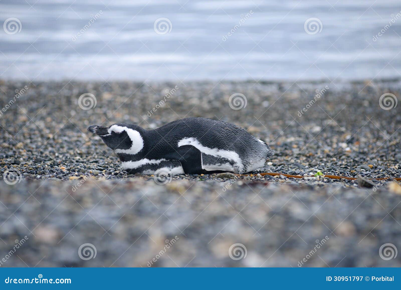 Sleep penguin stock image. Image of beach, oceanic, life - 30951797