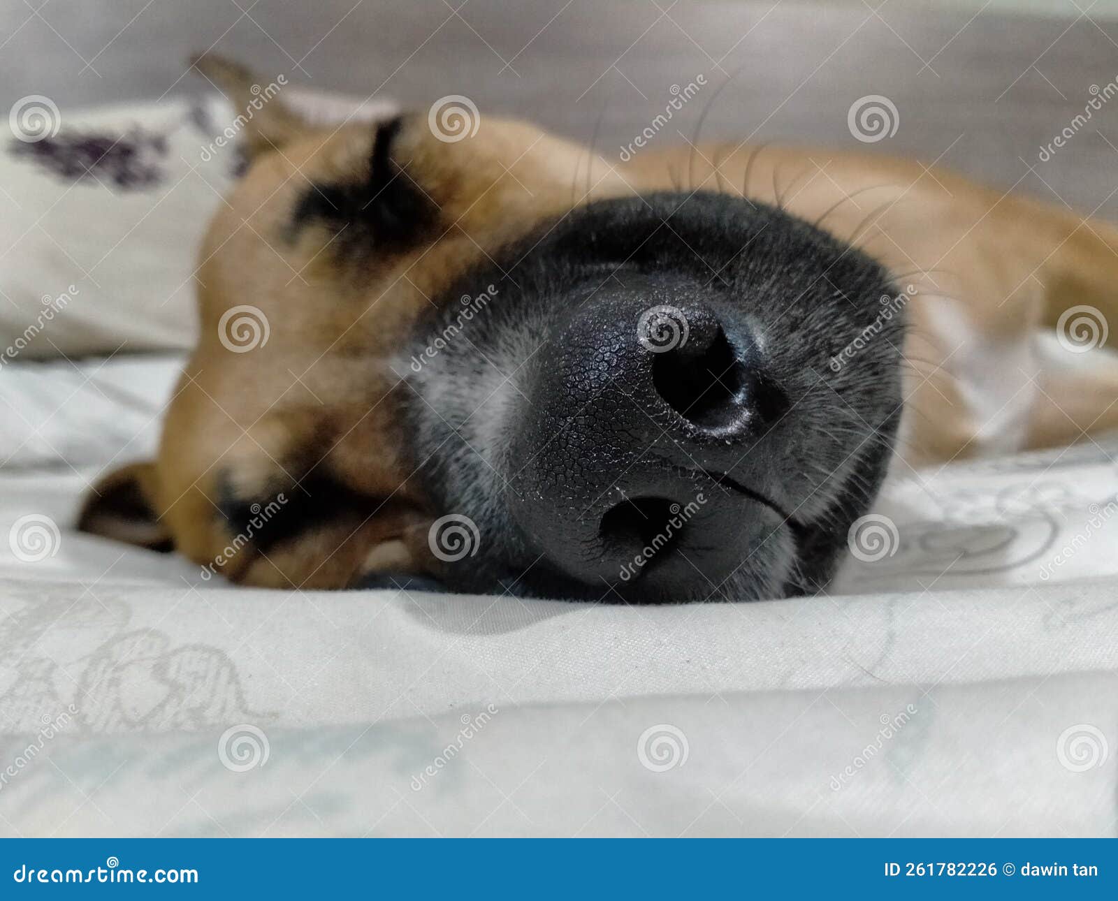 Sleep time dog big boy stock photo. Image of timmy, time - 261782226