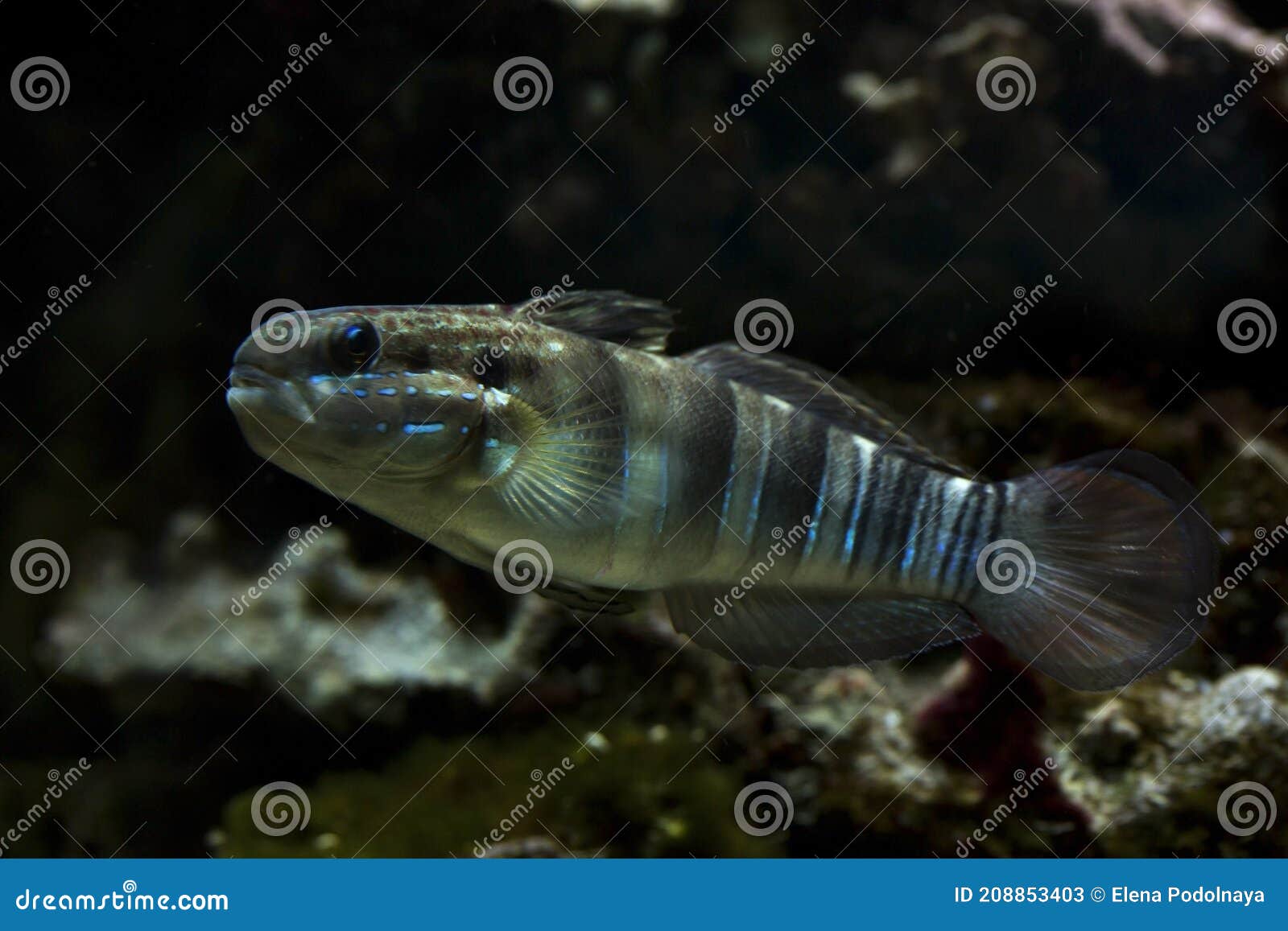 Sleeper Banded Goby (Amblygobius Phalaena). Stock Image - Image of ...