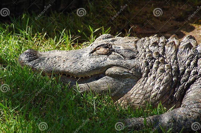 Sleeping alligator stock photo. Image of alligator, reptile - 11126530