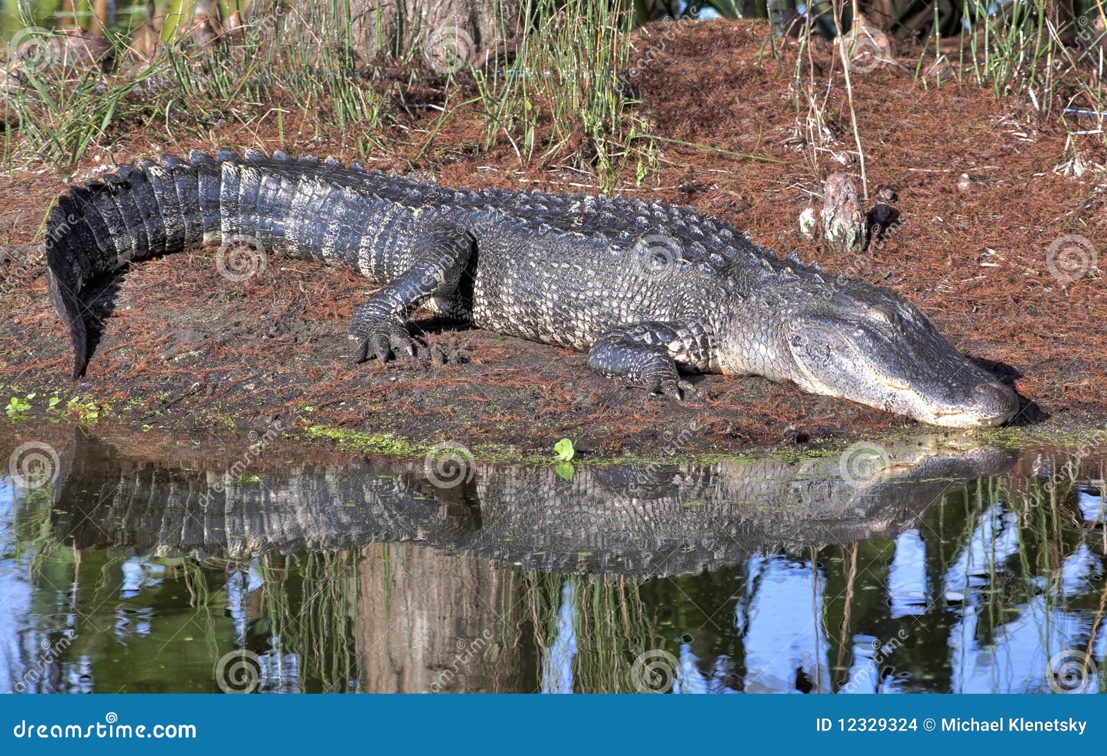 Sleeping Alligator stock photo. Image of dangerous, gator - 12329324