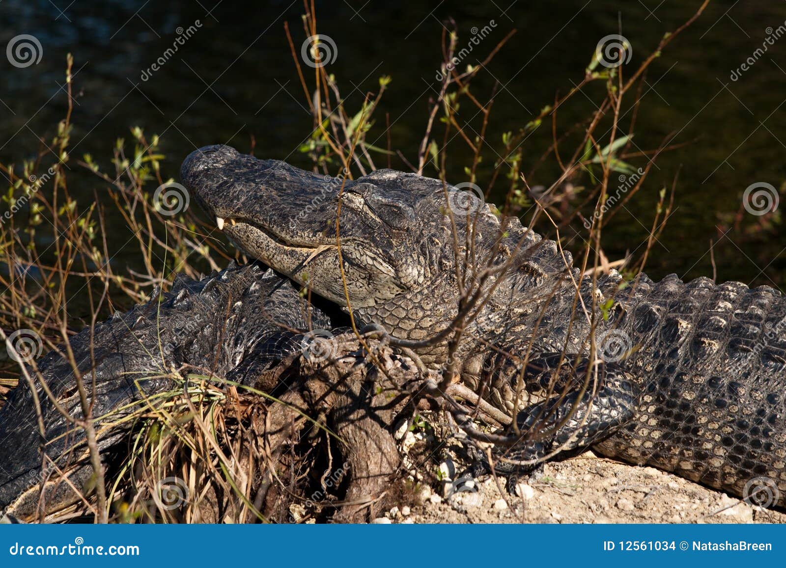 Sleeping alligator stock photo. Image of gator, park - 12561034