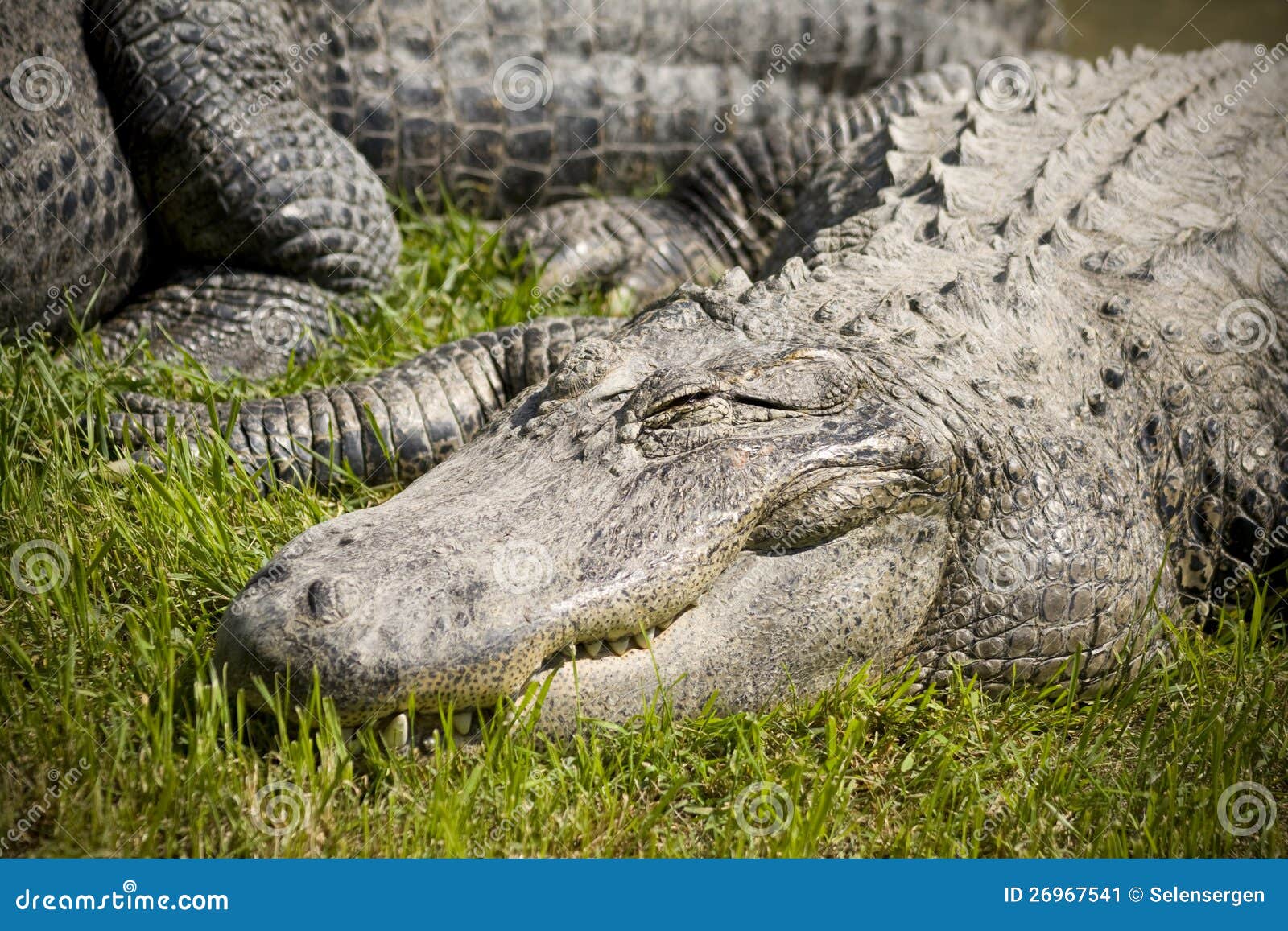 Sleeping Alligator stock image. Image of green, animals - 26967541