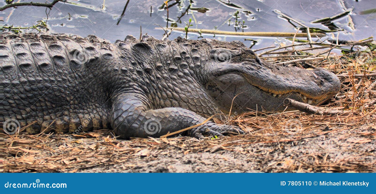 Sleeping Alligator stock photo. Image of reptile, danger - 7805110