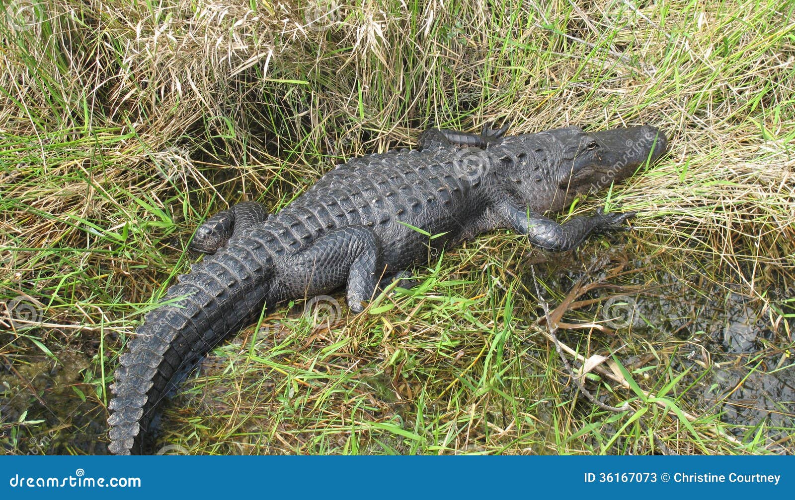 Sleeping Alligator stock image. Image of grass, animal - 36167073