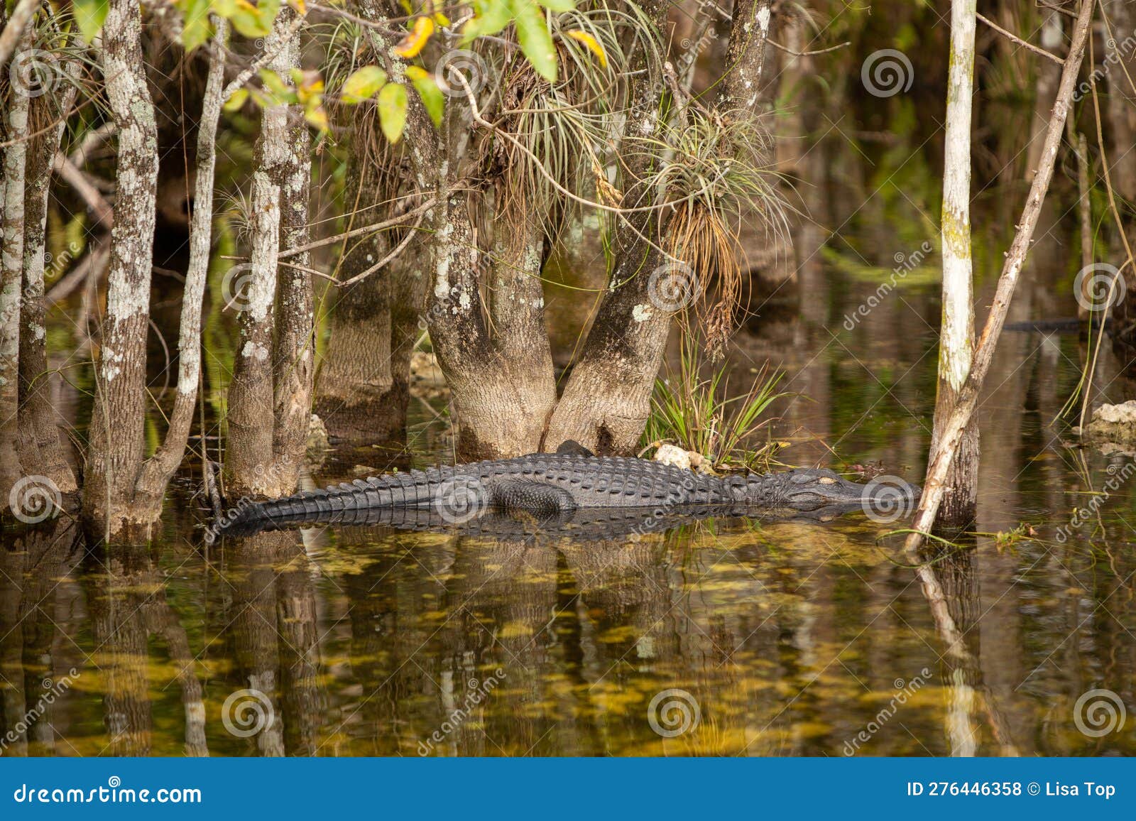 Sleeping Alligator in Water Stock Photo - Image of animal, moss: 276446358
