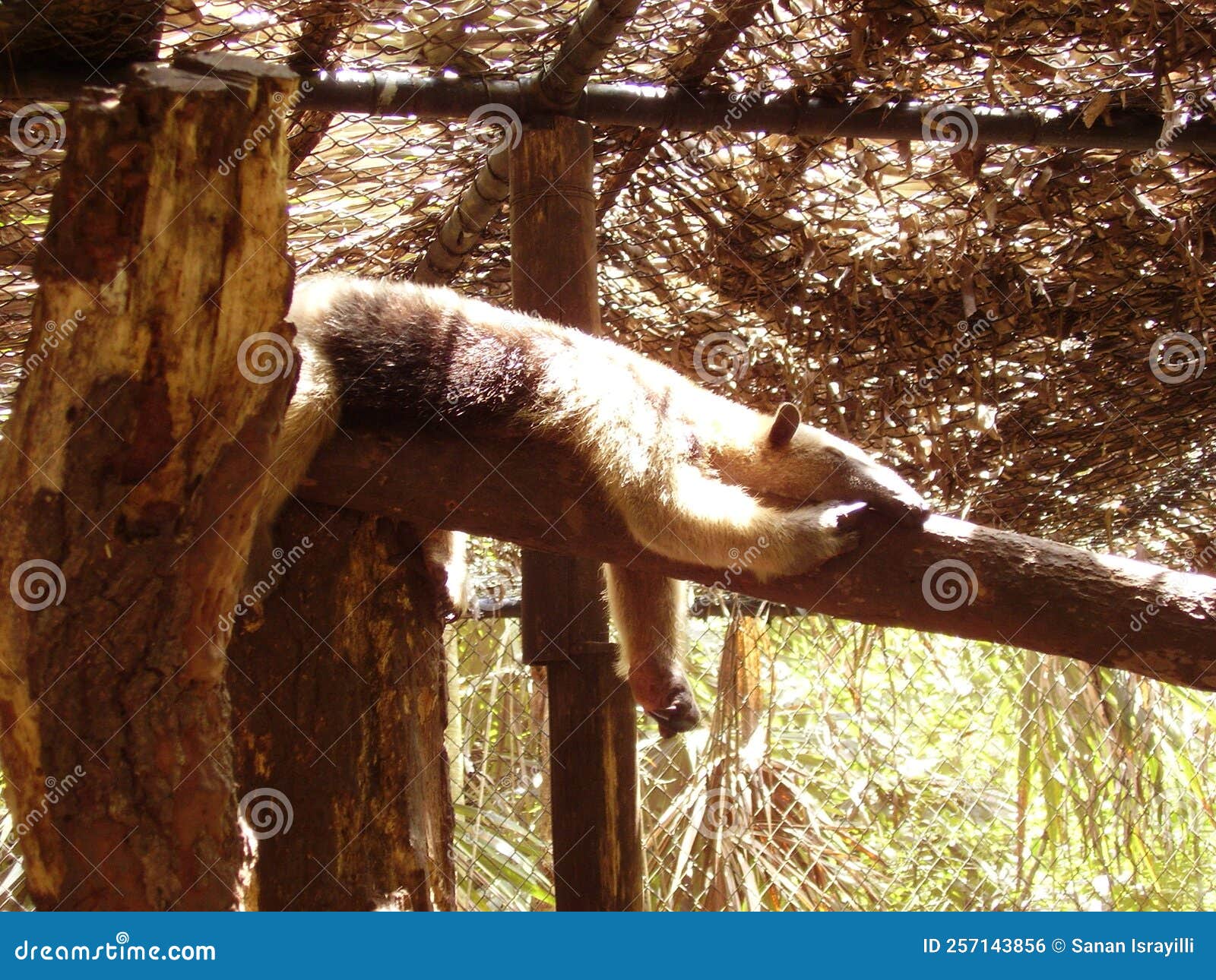 Sleeping Ant Eater stock photo. Image of eater, doze - 257143856