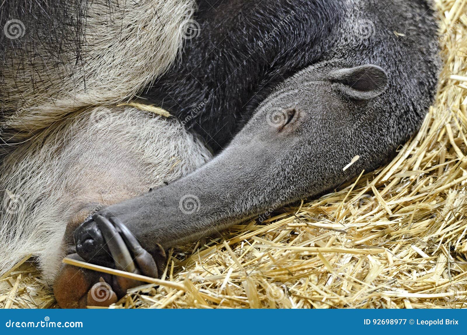 Sleeping anteater stock image. Image of mammal, eater - 92698977