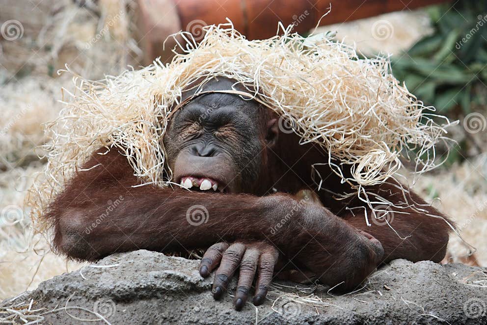 Sleeping ape stock image. Image of pongo, orangutan, monkey - 8098167
