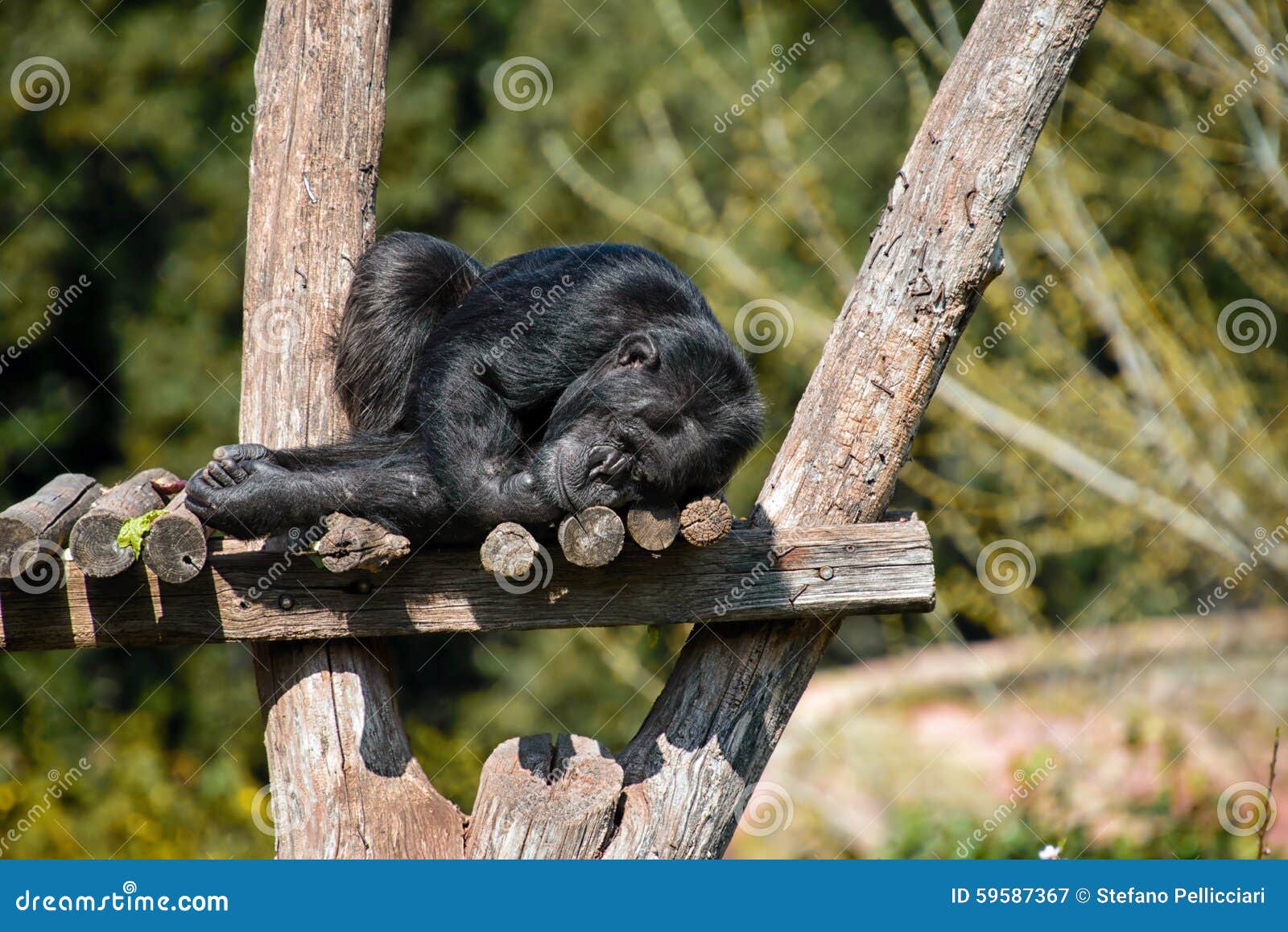 Sleeping Ape stock image. Image of monkey, mammal, nature - 59587367