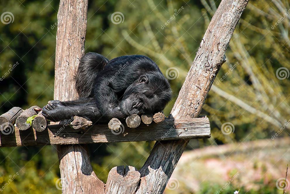 Sleeping Ape stock image. Image of monkey, mammal, nature - 59587367