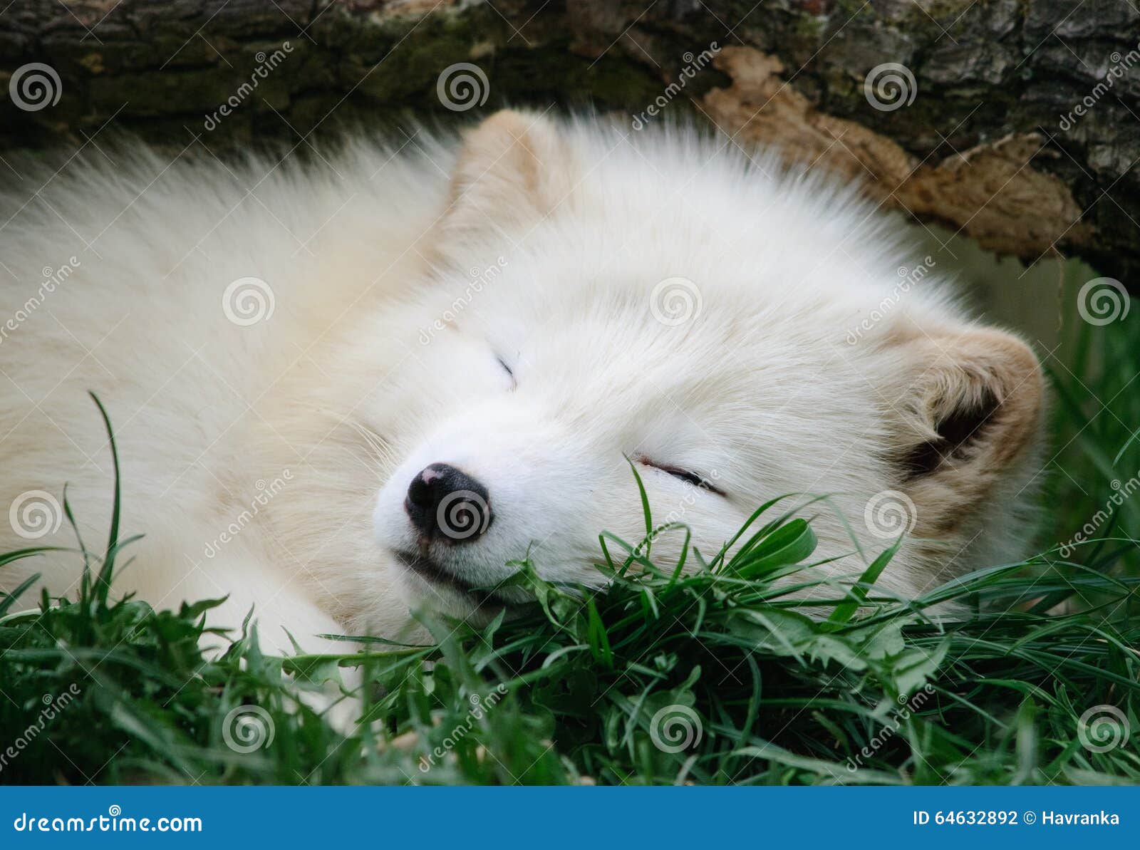Sleeping Arctic fox stock photo. Image of sleeping, eyes - 64632892