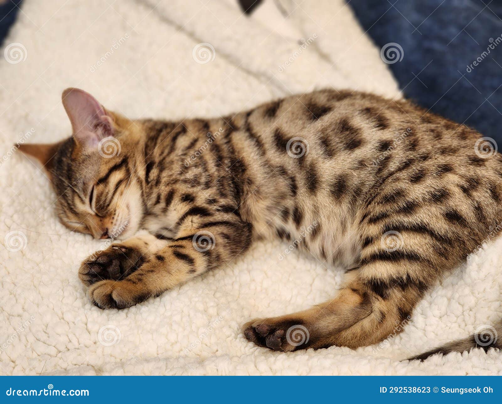 Sleeping Baby Bengal Cat stock image. Image of baby - 292538623