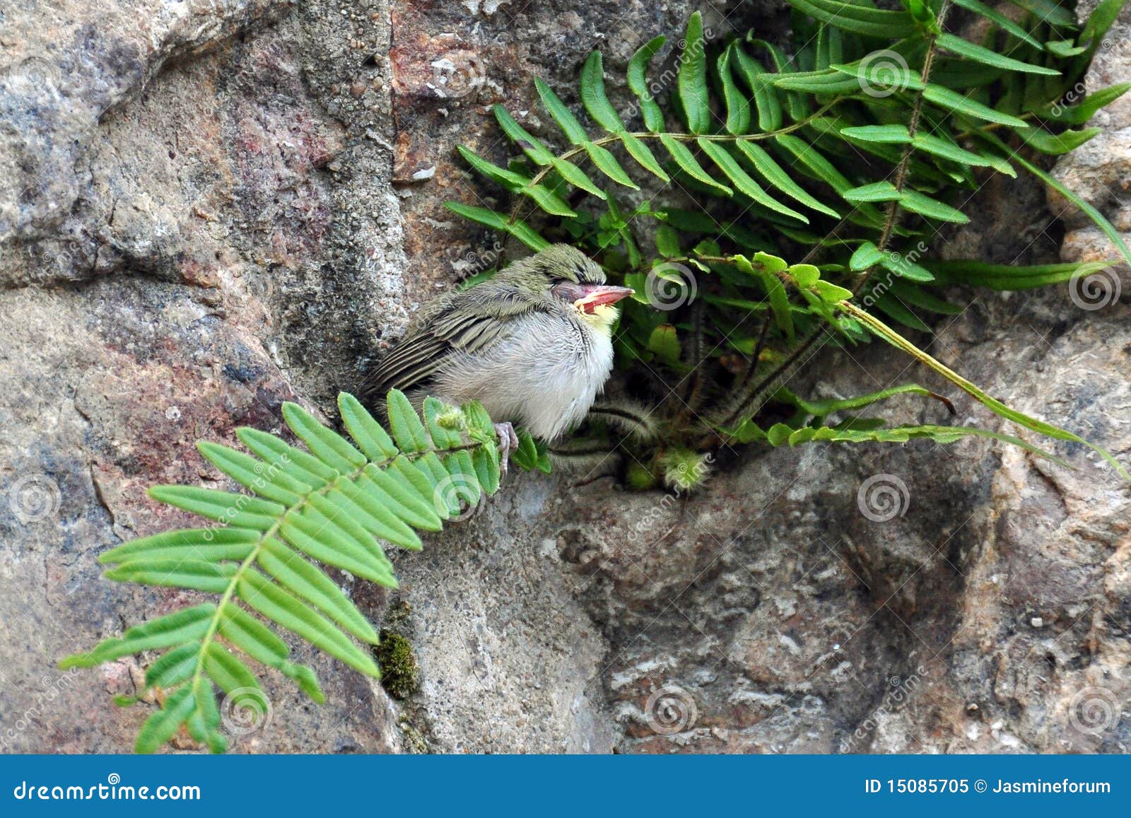 Sleeping baby bird stock image. Image of bird, eyes, born - 15085705